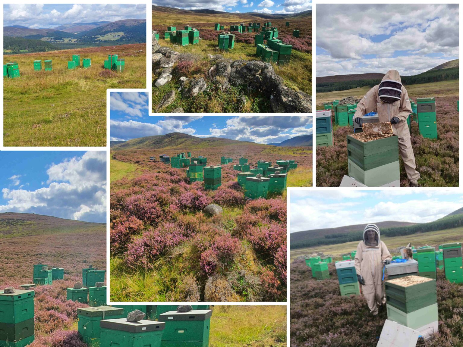 YorkBee - 100% Raw British Honey, Honeycomb, Bee Pollen and Beeswax ...